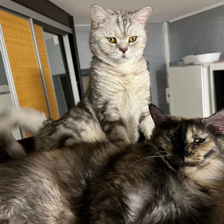 Котик шотландец