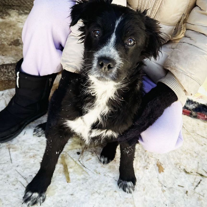 Пират-щенок охранник