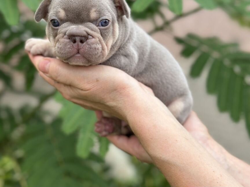 Французский бульдог мальчик Изабелла Нью Шейд