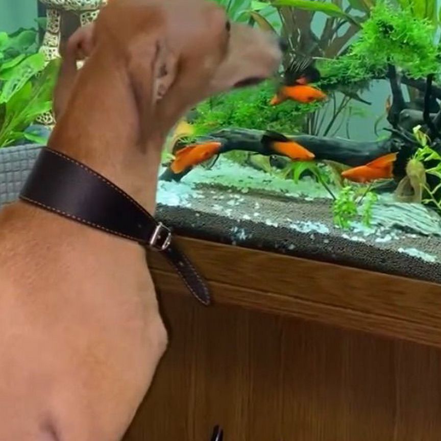 Продам аквариум juwel