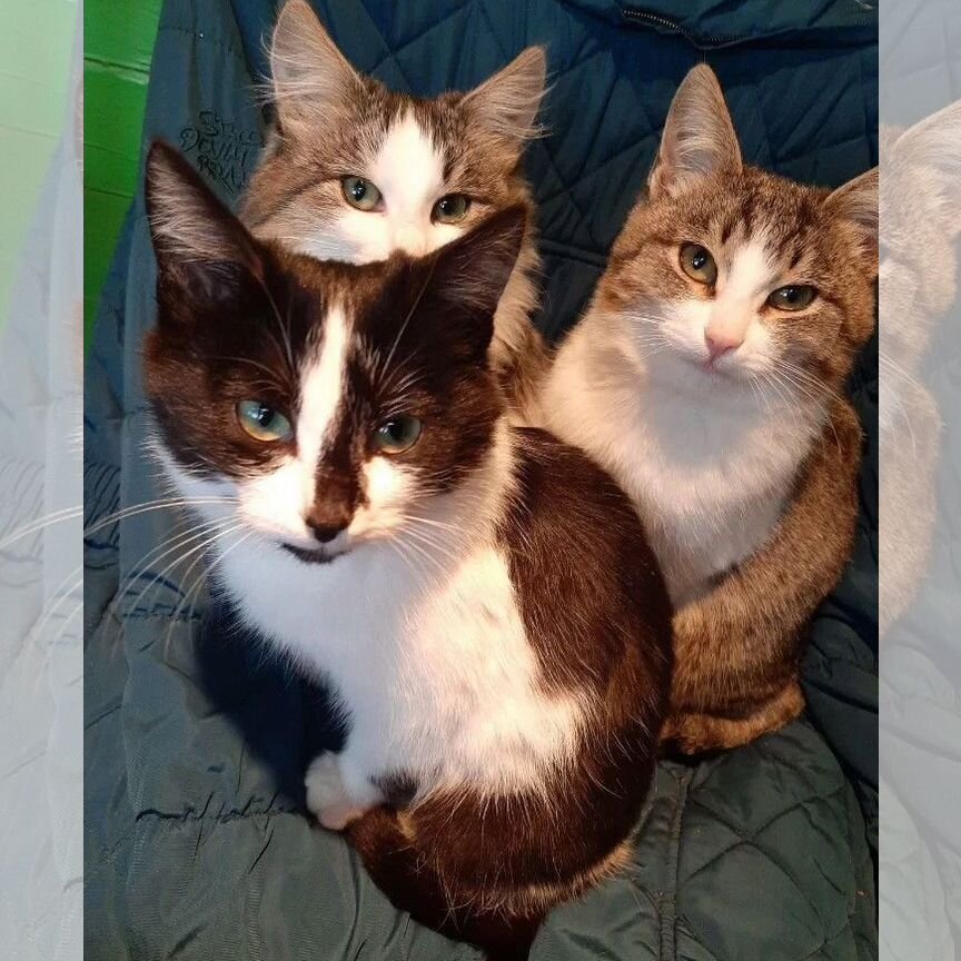 Котята брошены одни