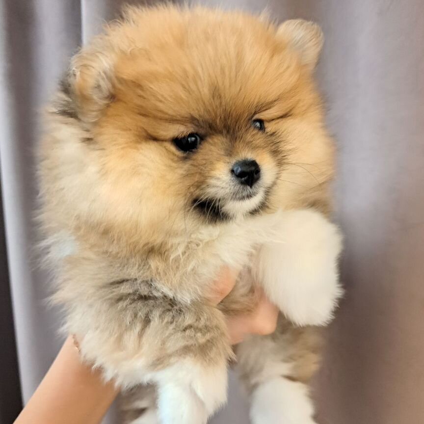 Померанский шпиц