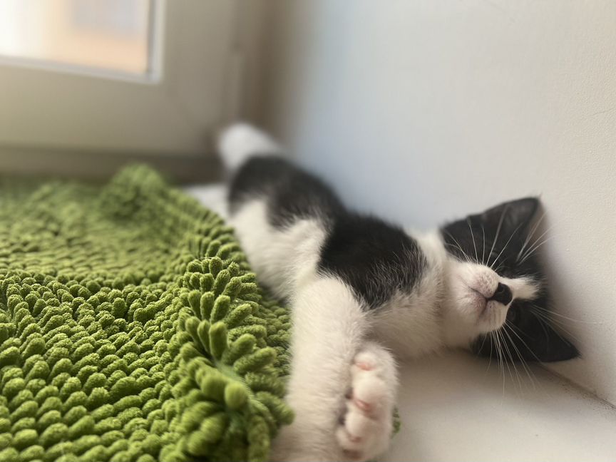 Котенок Носик