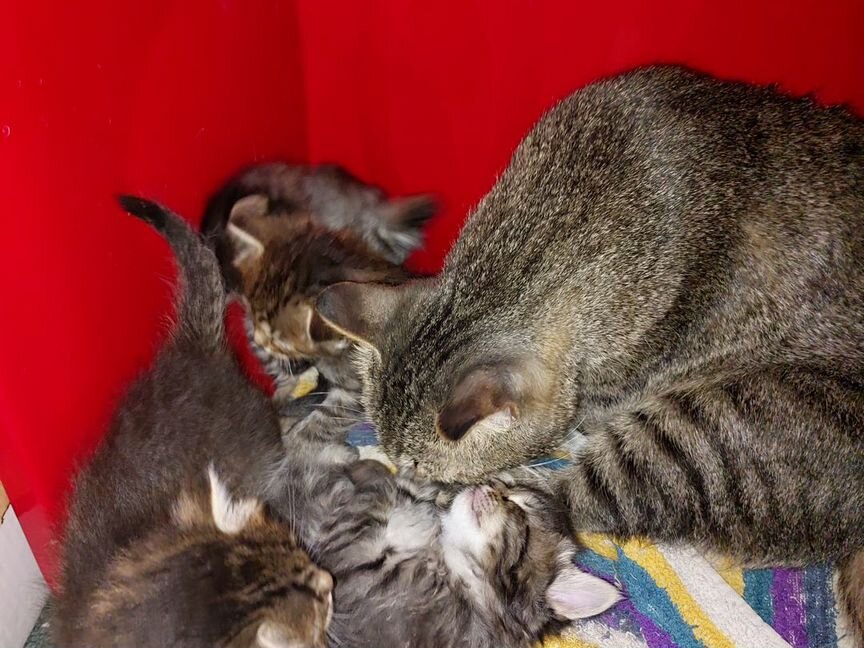 Котики бесплатно