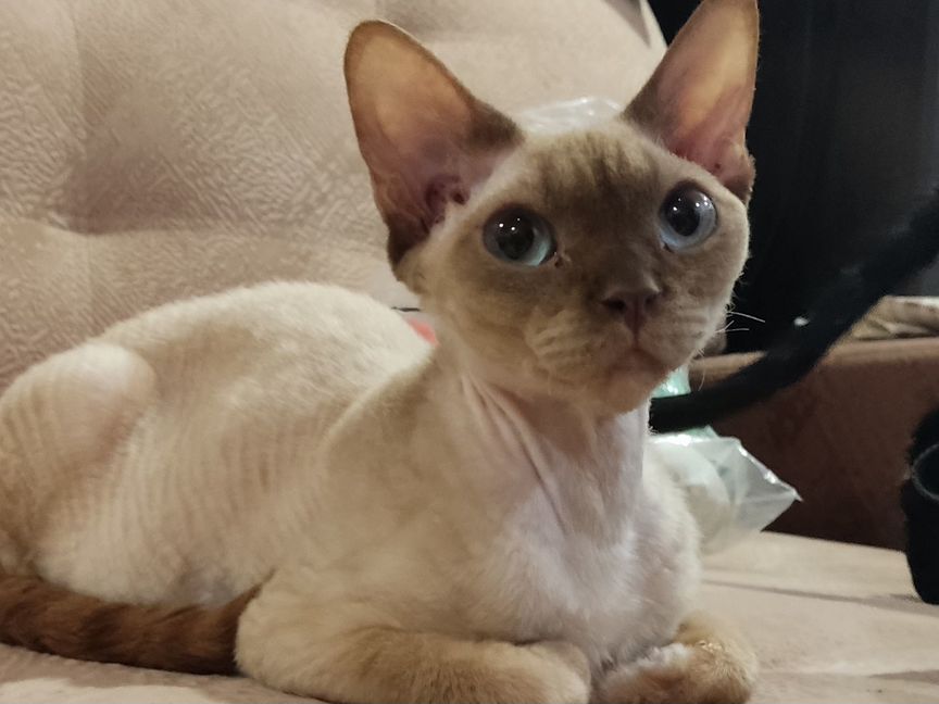 Кошечка Девон рекс