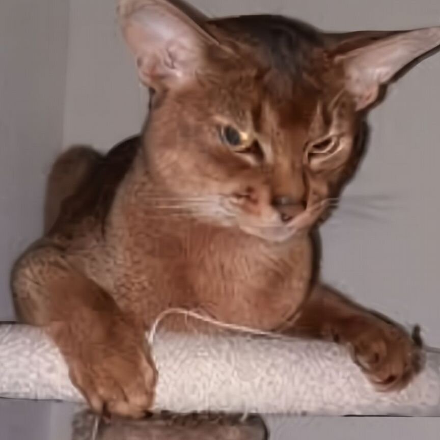 Абиссинская кошка, взрослая