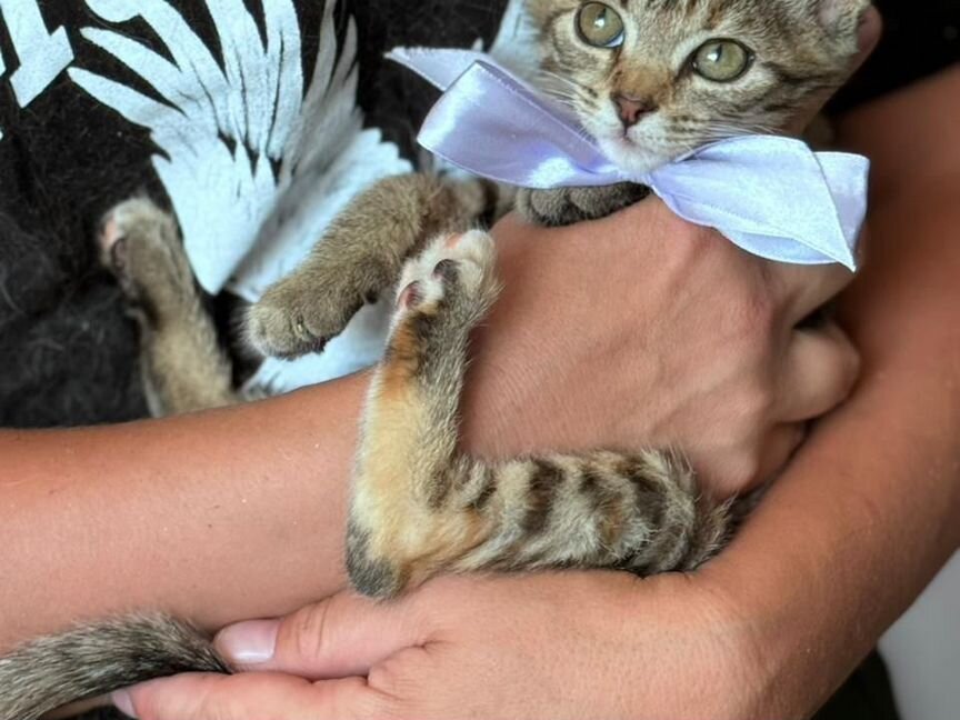 Котенок ищет дом