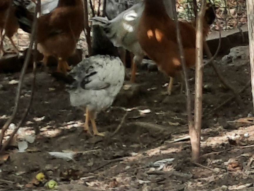 Петушки молодые