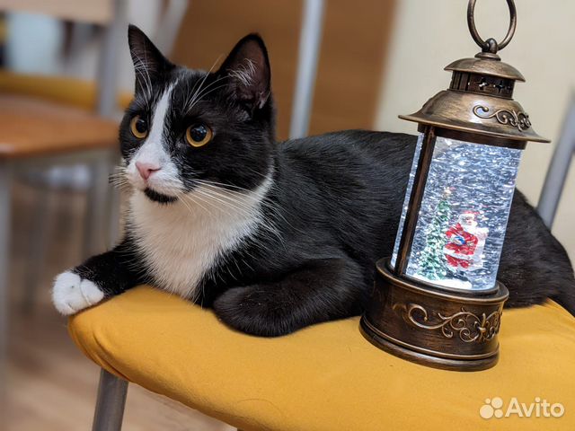 Кот в добрые руки бесплатно