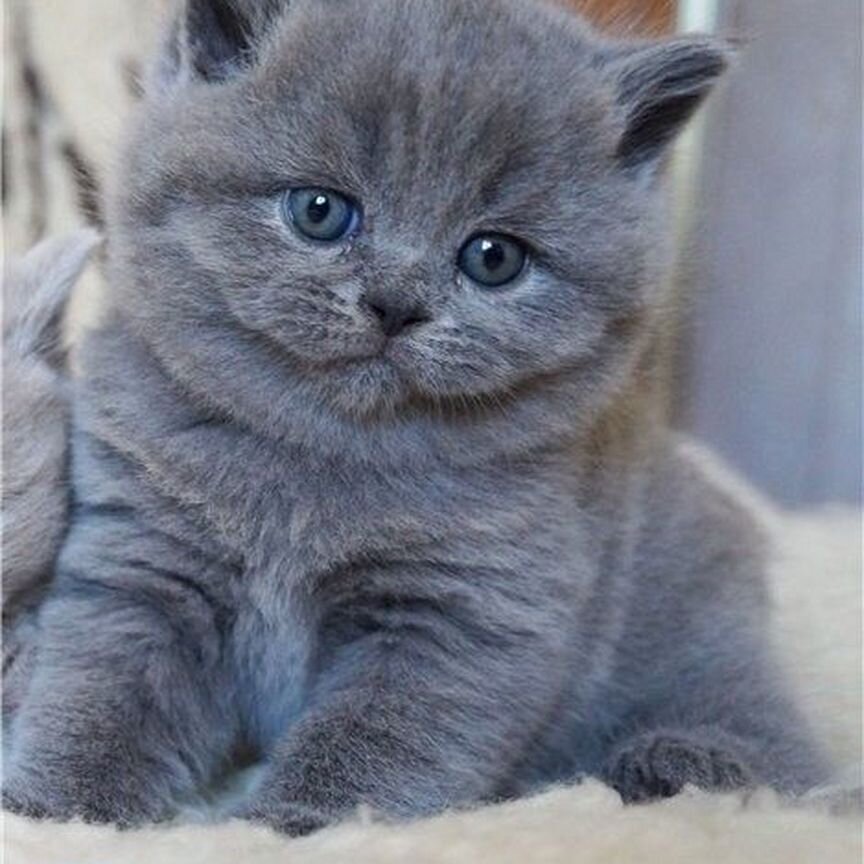 Британские котята