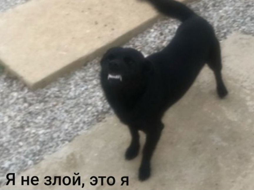 Молодой пёсик в добрые руки