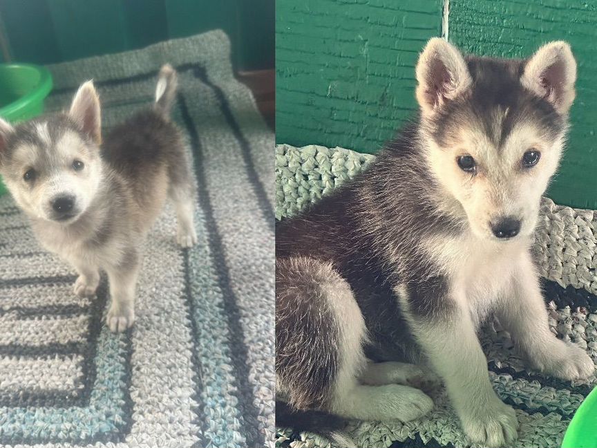 Сибирский хаски