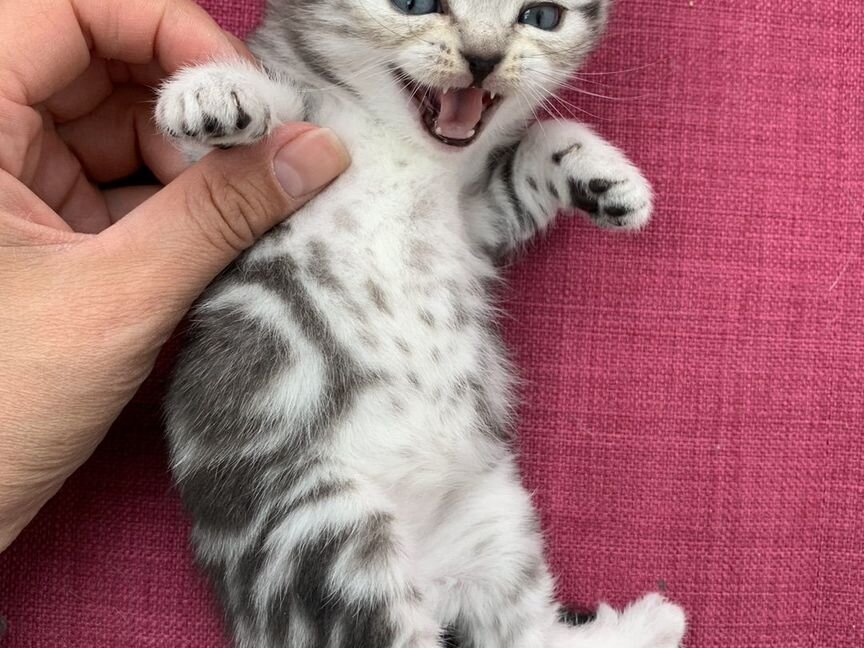 Шотландские котята