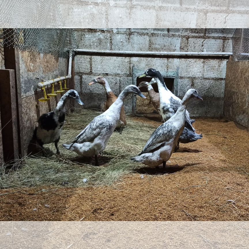 Утки индийский бегунок