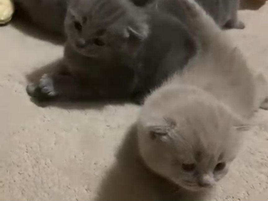 Шотландские котята