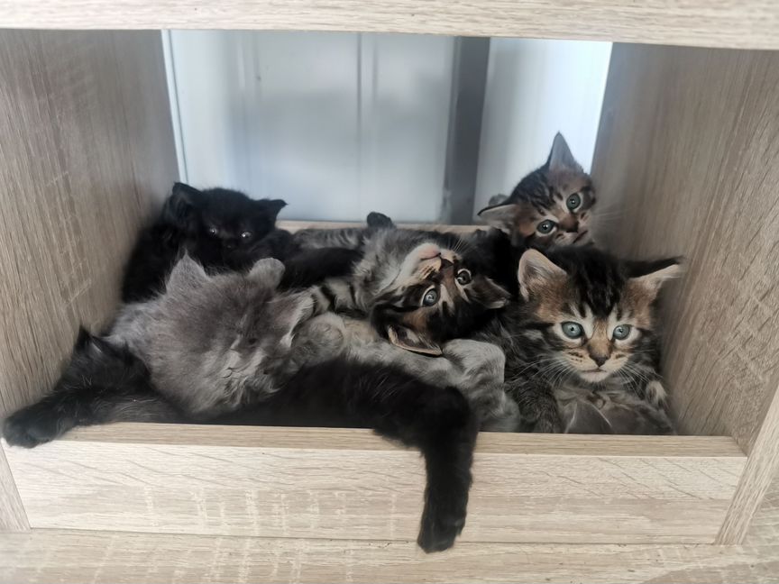Котята мейкун