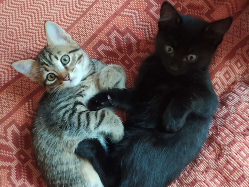 Кошки курильский бобтейл