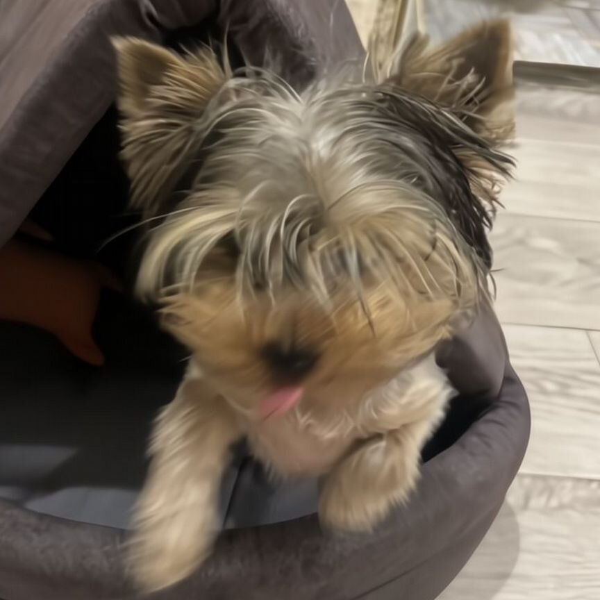 Йоркширский терьер, щенок