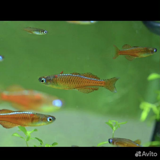 Псевдомугил паскай (ред неон)