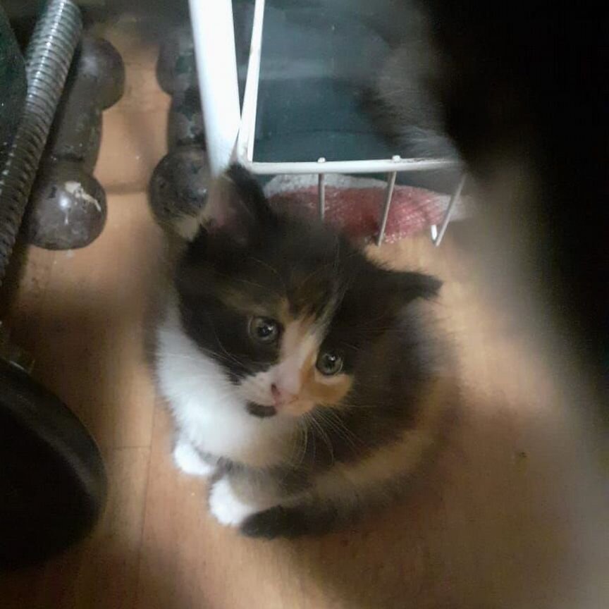 Котята в добрые руки бесплатно