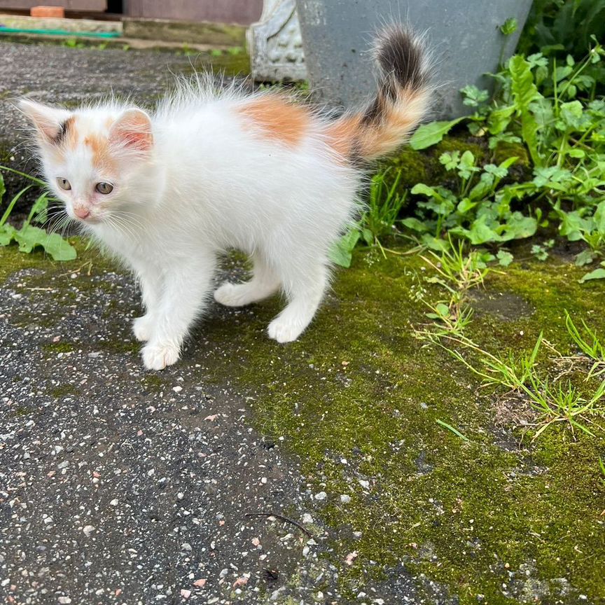 Котенок в добрые руки