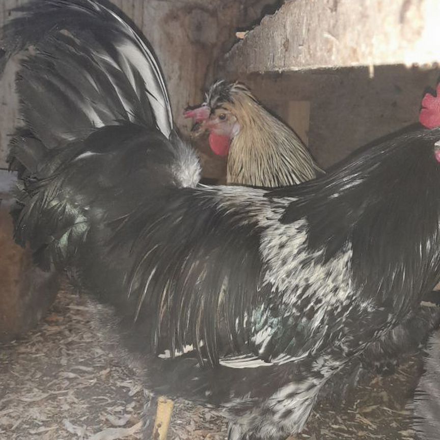 Молодые петухи