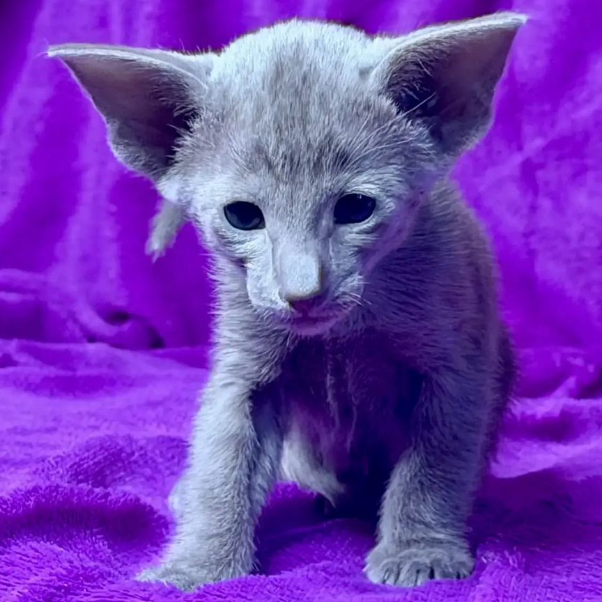 Ориентальный котёнок