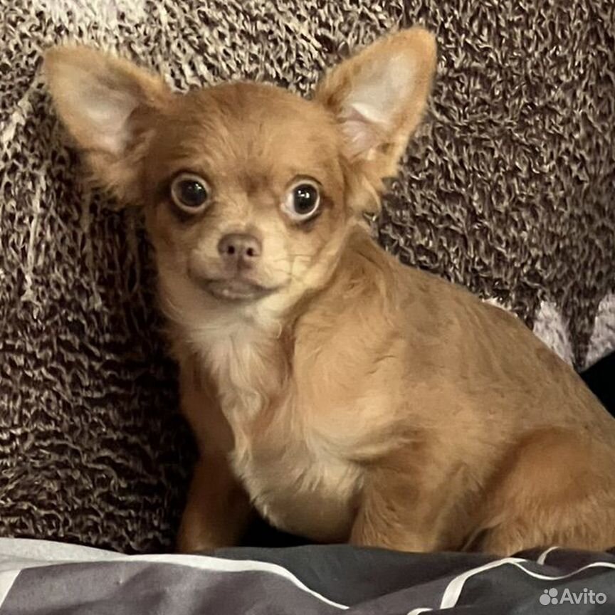 Чихуахуа мальчик