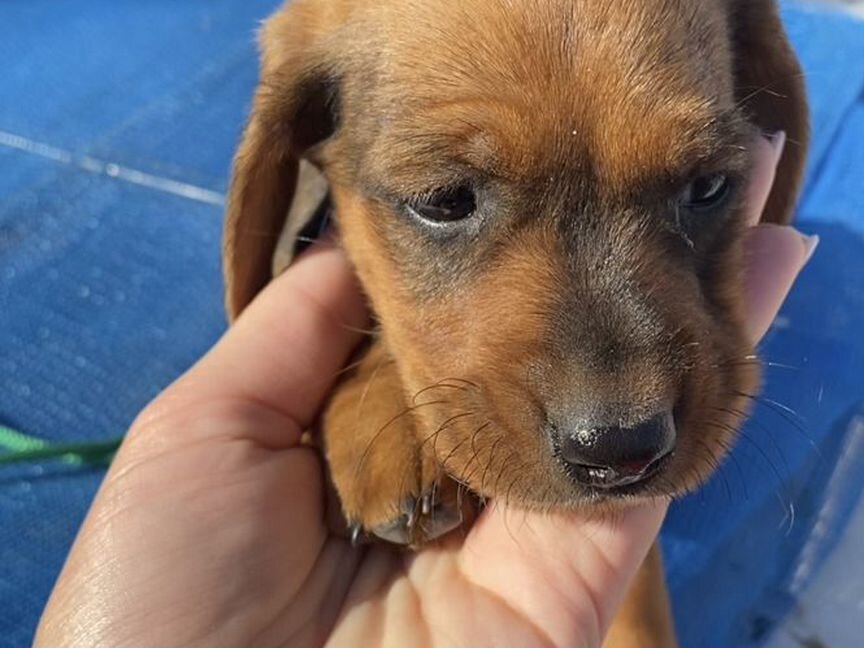 Продажа Такс