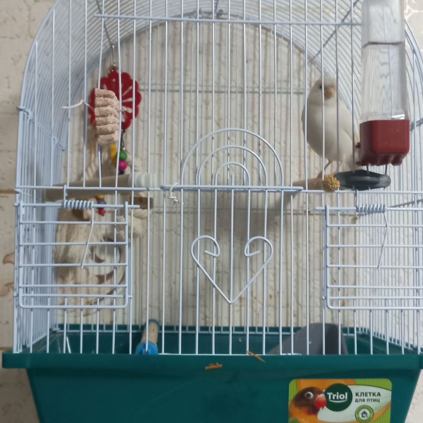 Канарейка самка