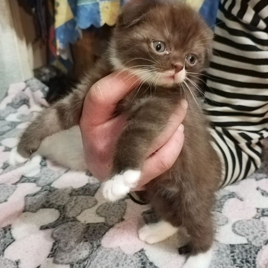 Котята шотландские