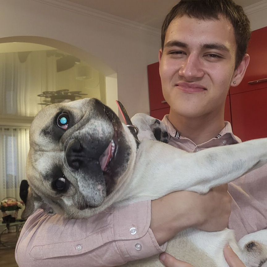 Французкий бульдог в добрые руки