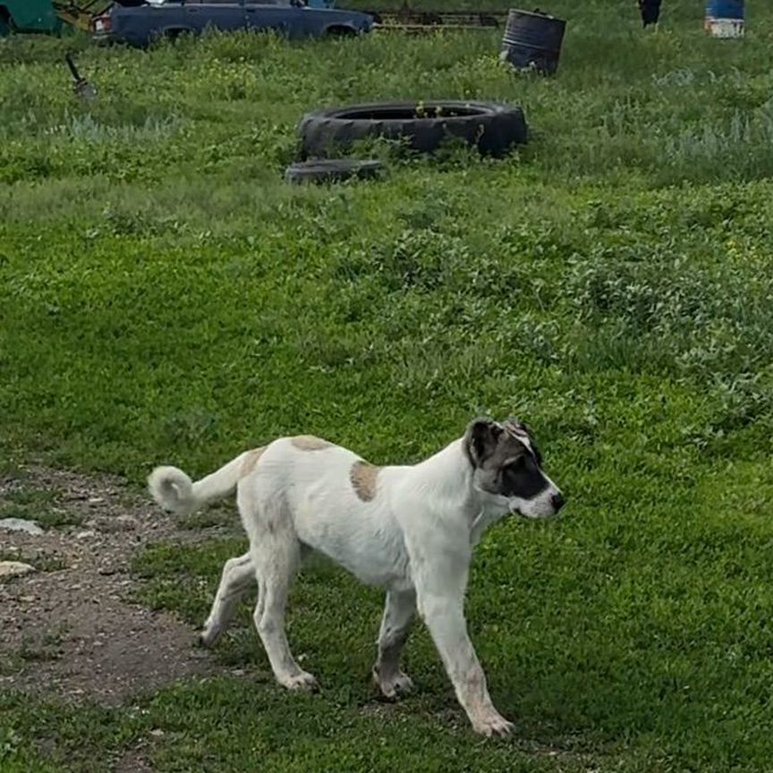 Гампр, щенок