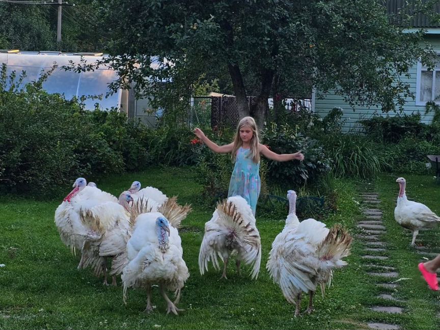 Продам мясо домашней индейки