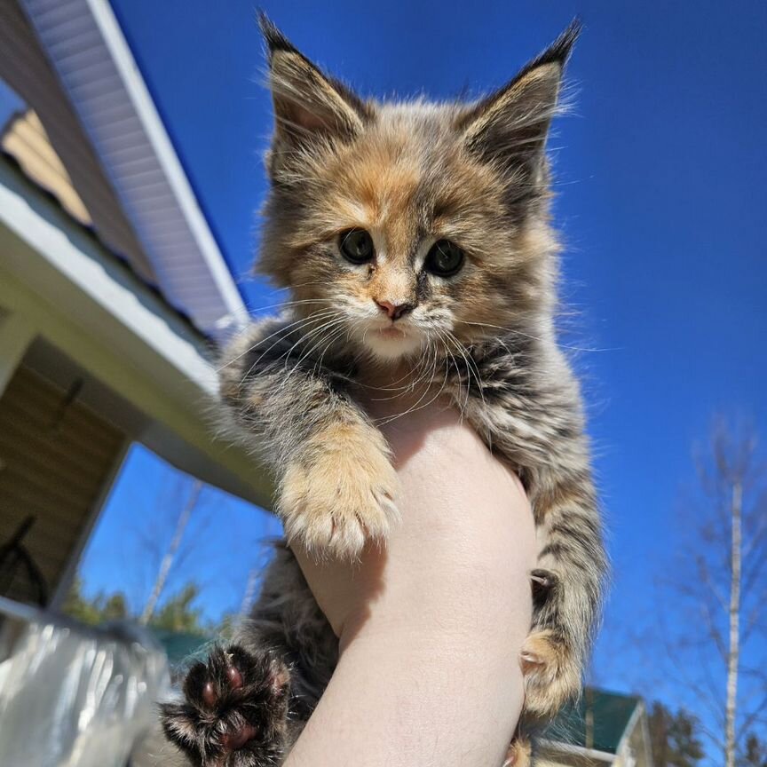 Мейн-кун котёнок