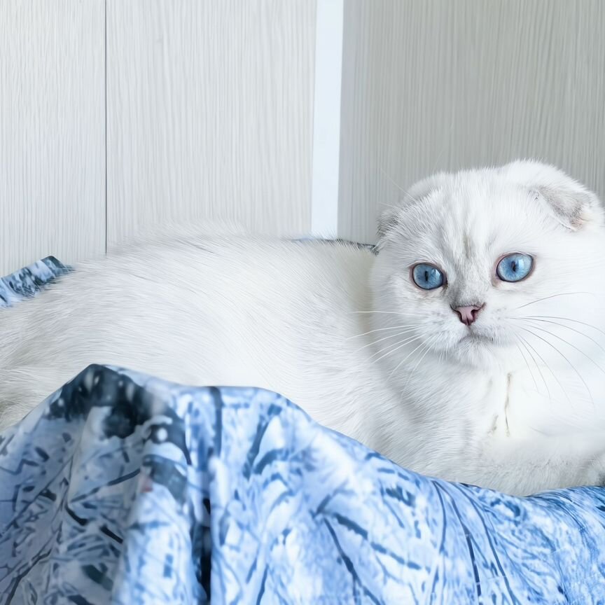 Шотландский вислоухий короткошёрстный котёнок