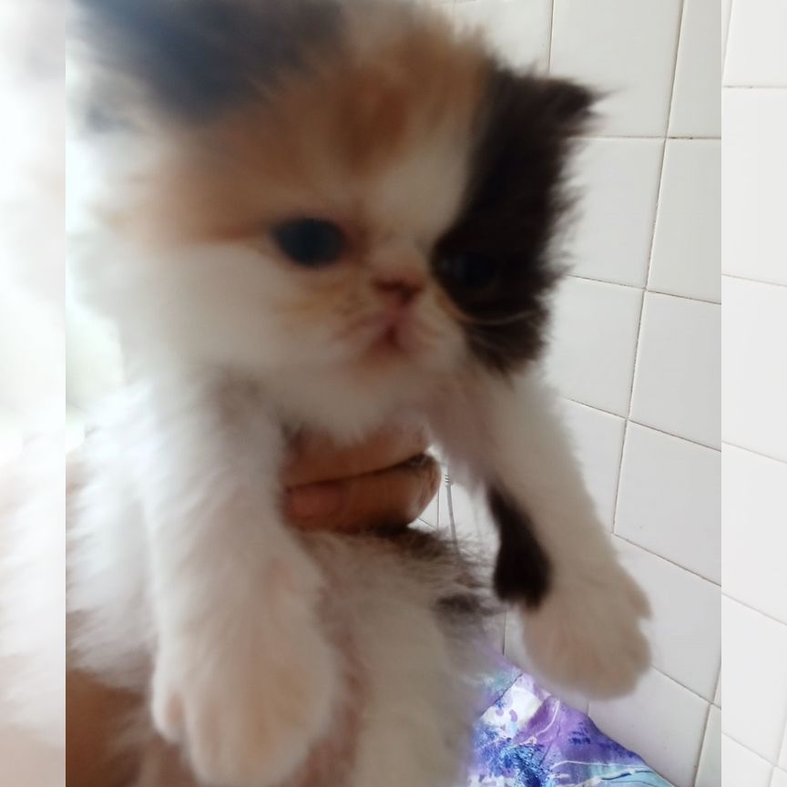 Котята персы
