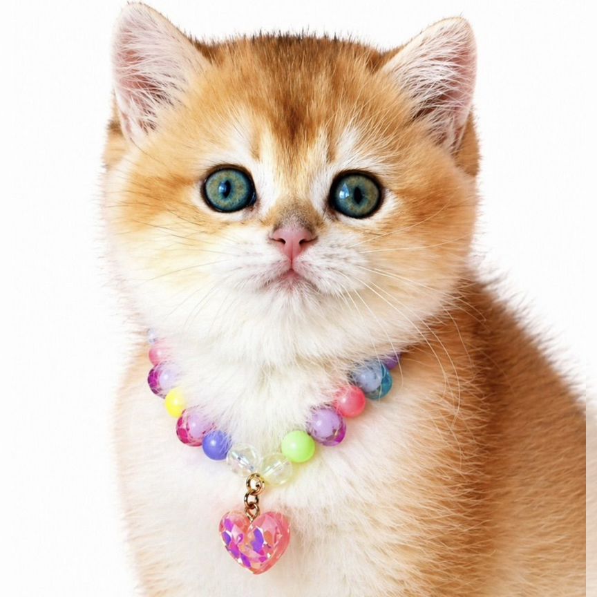 Британский короткошёрстный котёнок