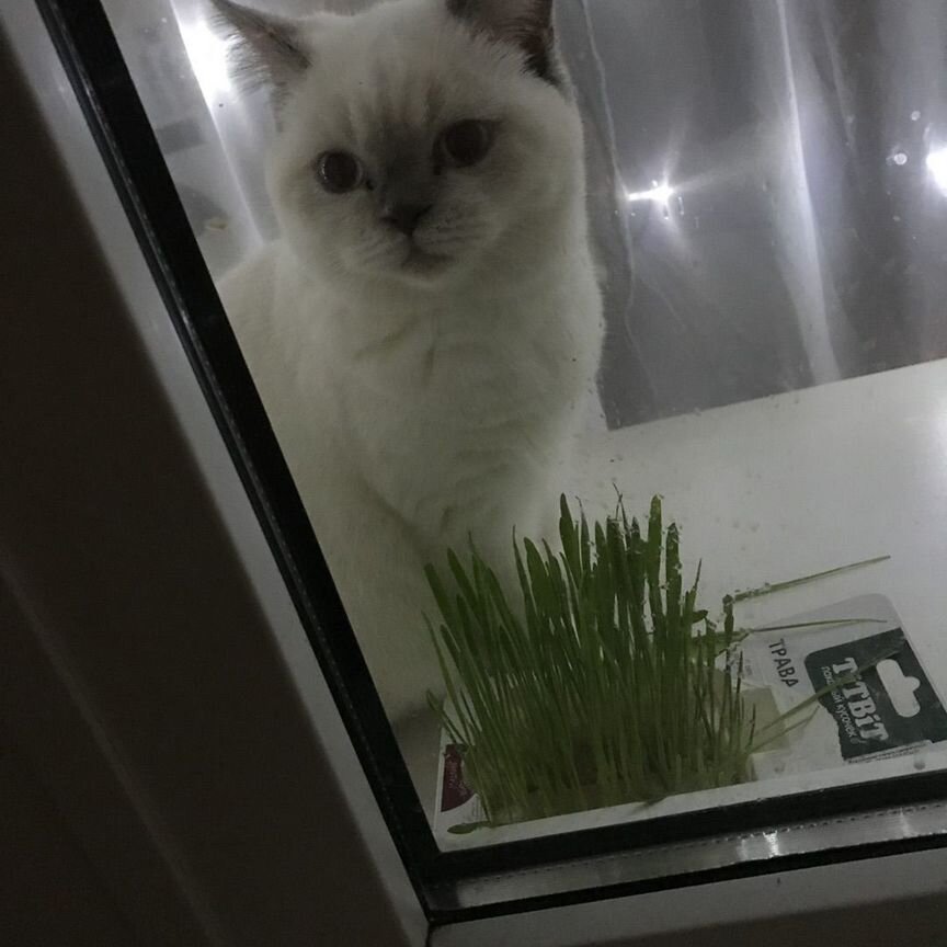 Шотланская кошка