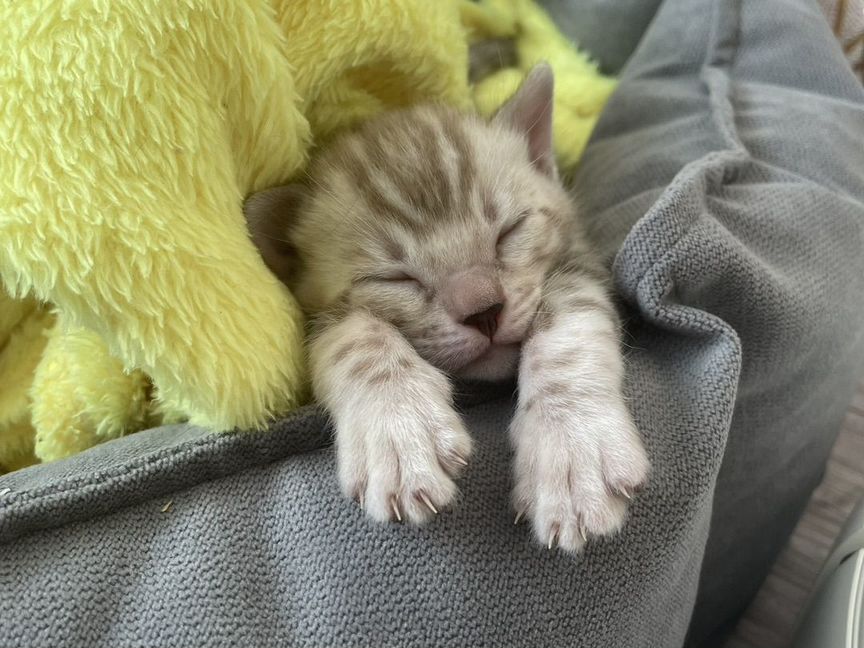 Бенгальские котята