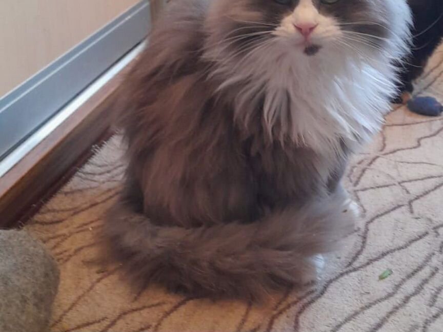 Кошечка молодая 1 год