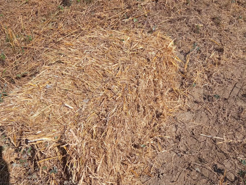 Гороховая солома