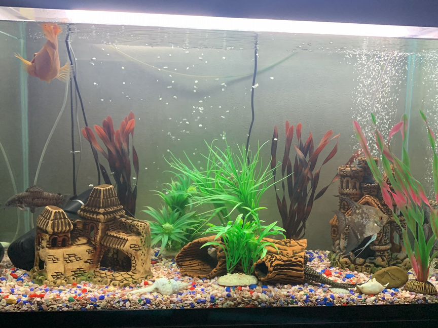 Аквариум с рыбами и всеми принадлежностями