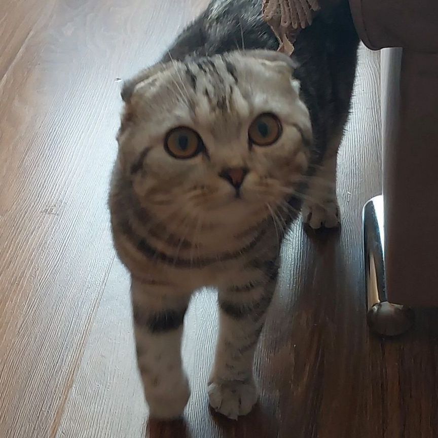 Котёнок