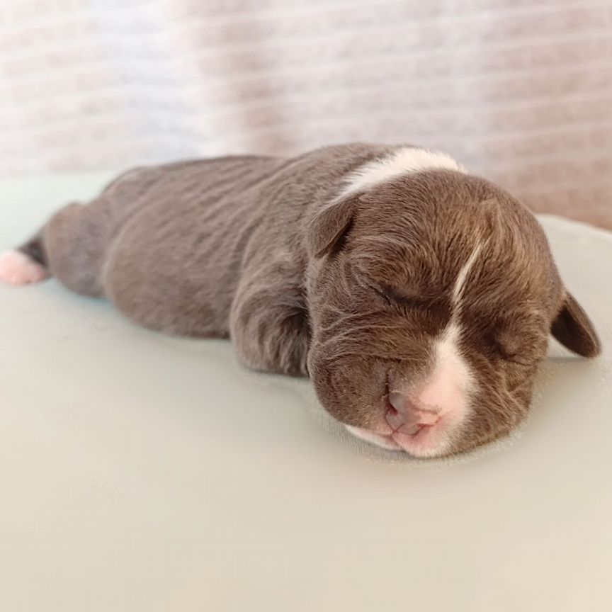 Американский стаффордширский терьер, щенок