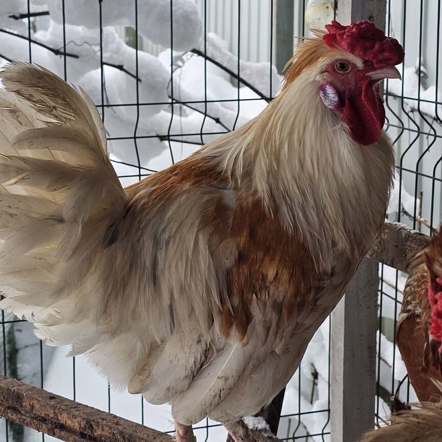 Молодые петухи