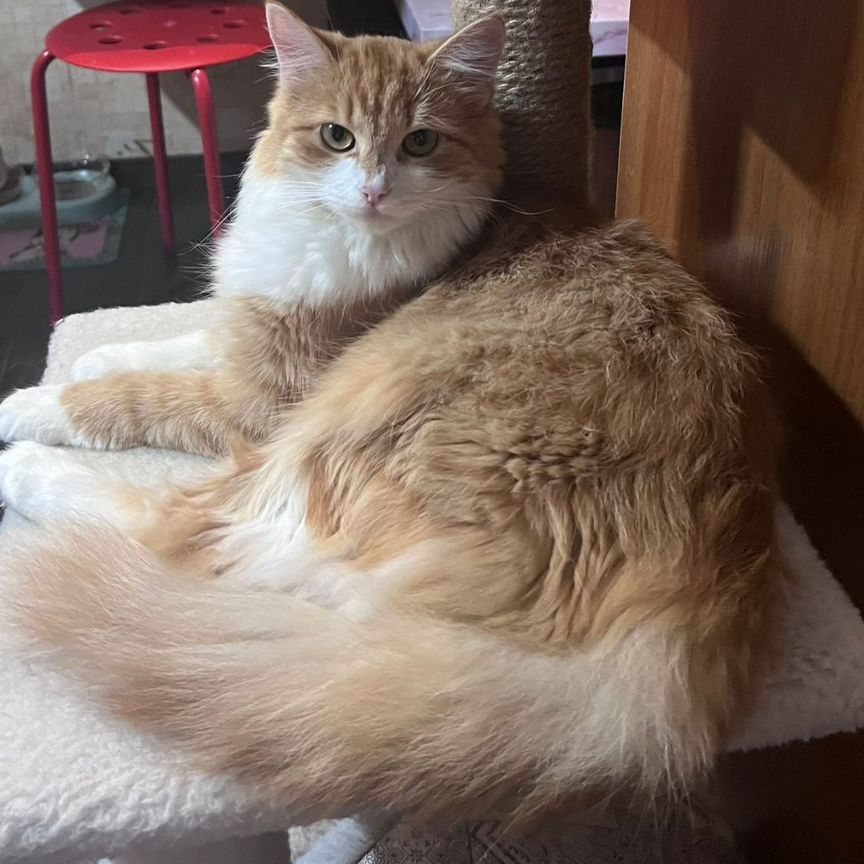 Кошка в добрые руки