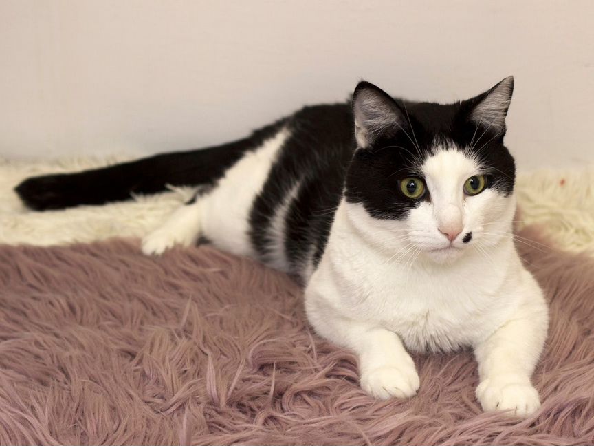 Черно белый красавцец кот ищет дом