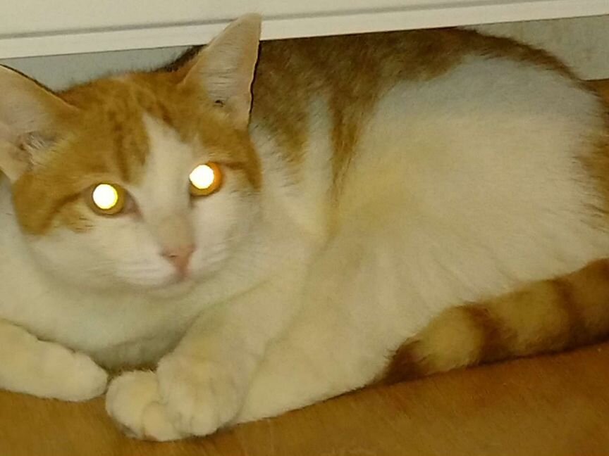 Рыжий котёнок в добрые руки, 8 мес