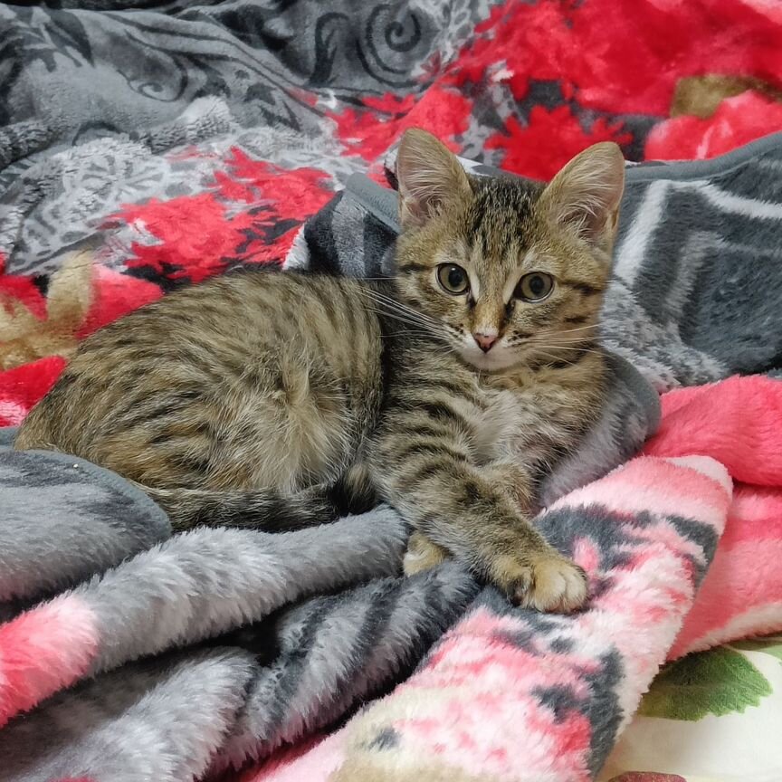 Котёнок в добрые руки